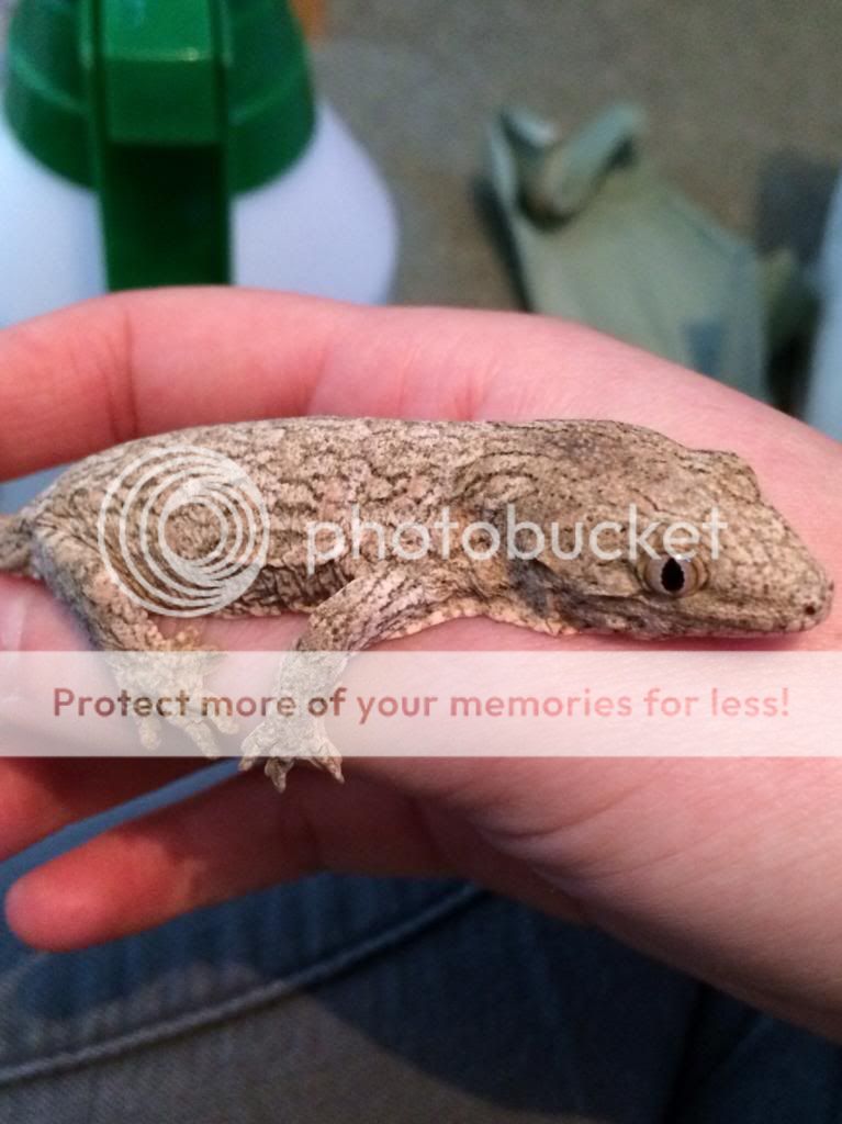 My first ever baby Leachie! | Reptile Forums